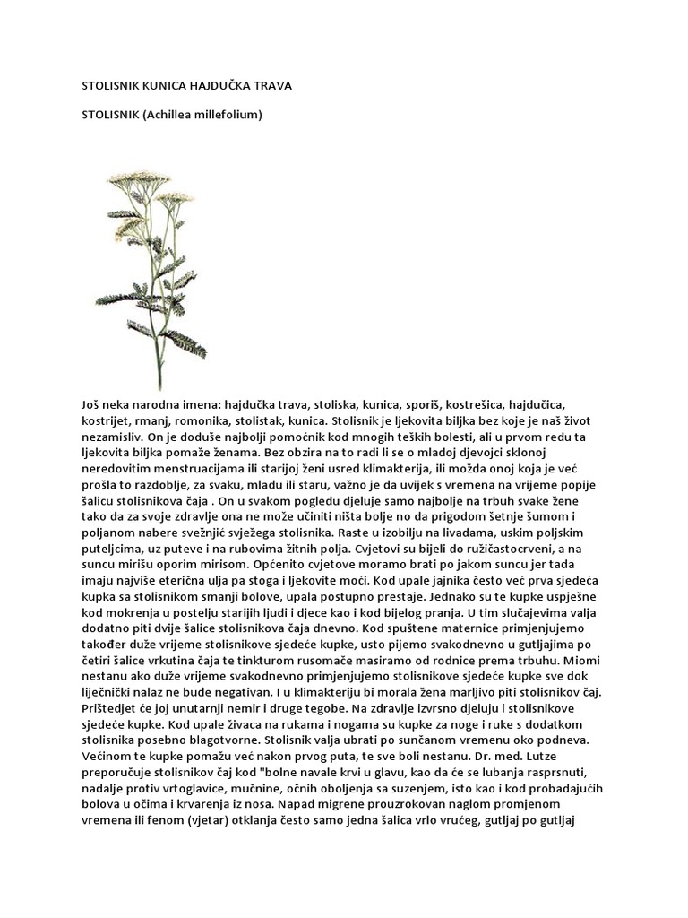 Stolisnik Kunica Hajdučka Trava | PDF