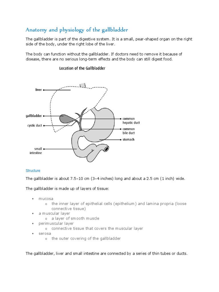 Anatomy and Physiology of The Gallbladder | PDF