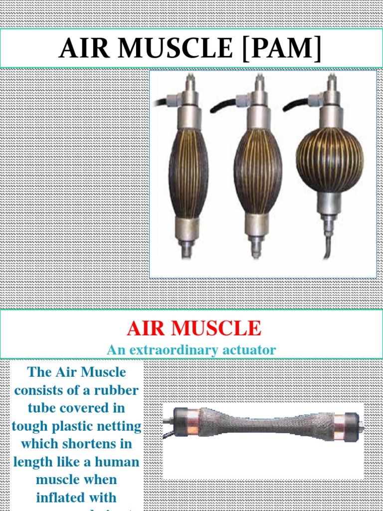 Air Muscle Presentation | PDF | Actuator | Applied And ...