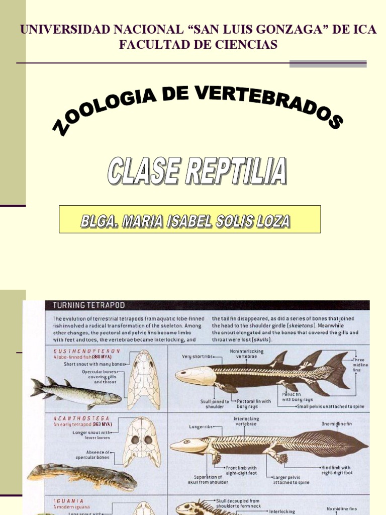 Morfología y Anatomía de Reptiles | PDF | Reptil | Sistema circulatorio