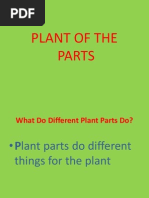 Parts of A Plant - PowerPoint | PDF | Seed | Plants