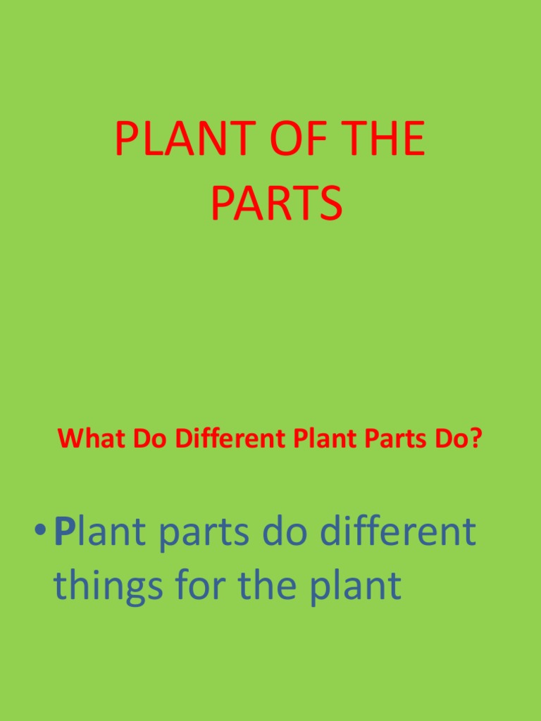 Plant Parts and Their Functions | PDF | Science & Mathematics