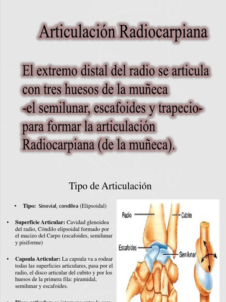 Anatomia - Articulacion RadioCarpiana | PDF