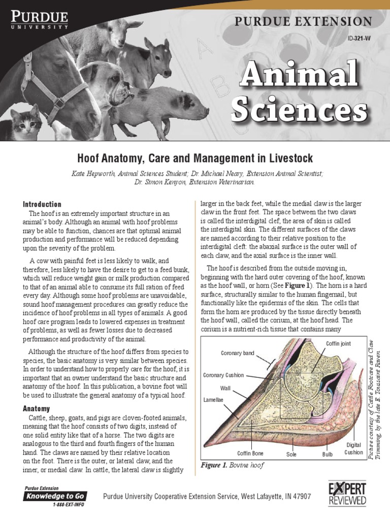 Bovine Hoof Anatomy and Care Guide | PDF | Horses | Cattle