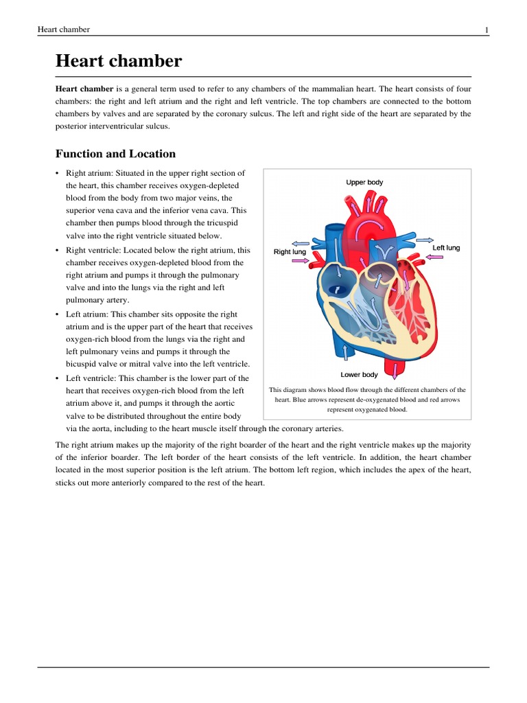 Heart Chamber Functions and Anatomy | PDF | Heart Valve | Ventricle (Heart)