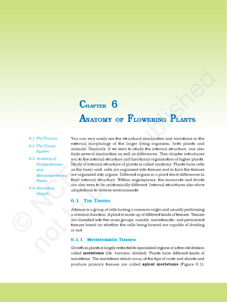 Anatomy of Flowering Plants | PDF | Plant Stem | Bark