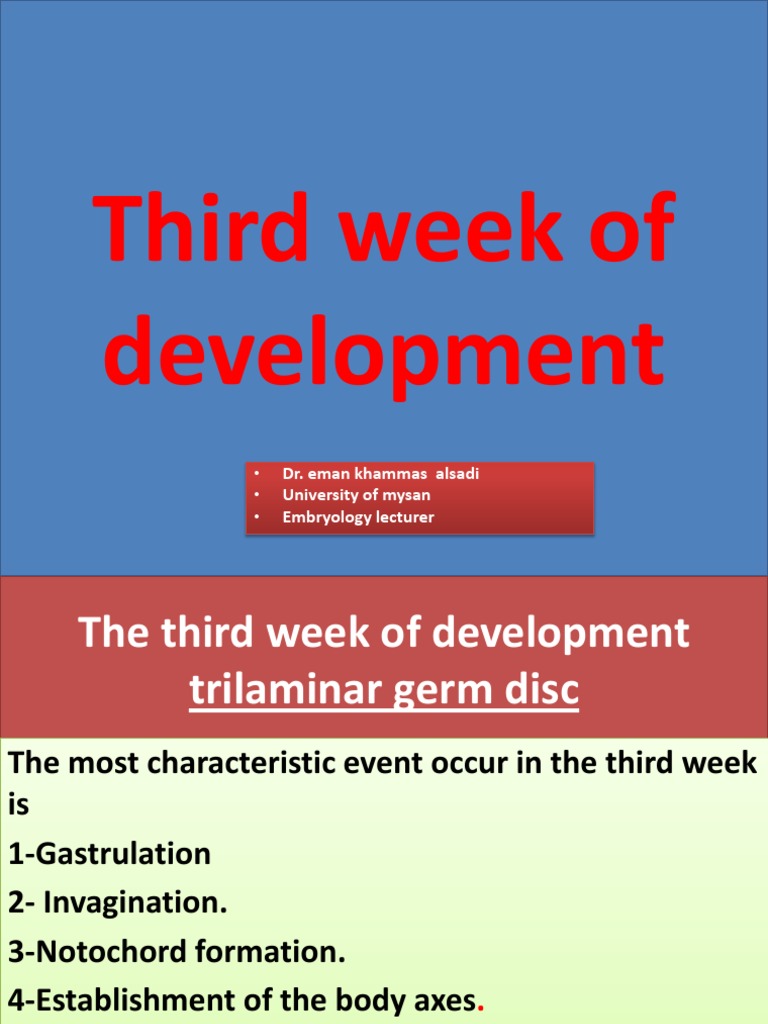 7th Lecture The Third Week of Development | PDF | Developmental Biology ...