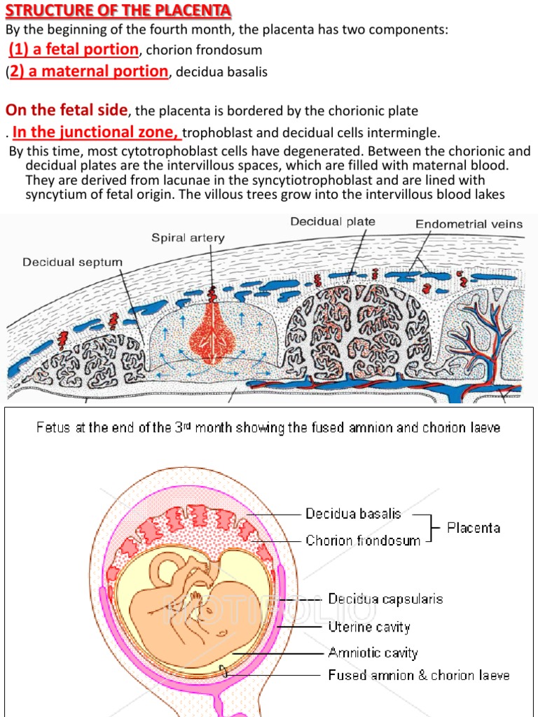 Chorionic Plate