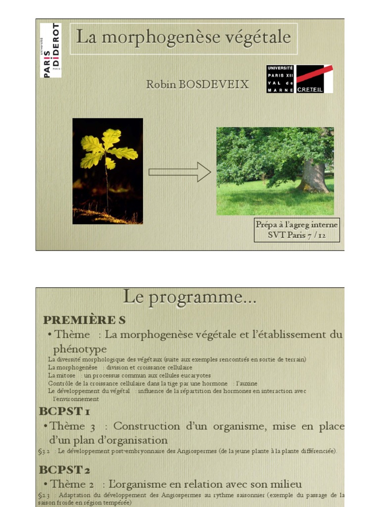 Morphogenese Vegetale | PDF | Auxine | Tige (Plante)