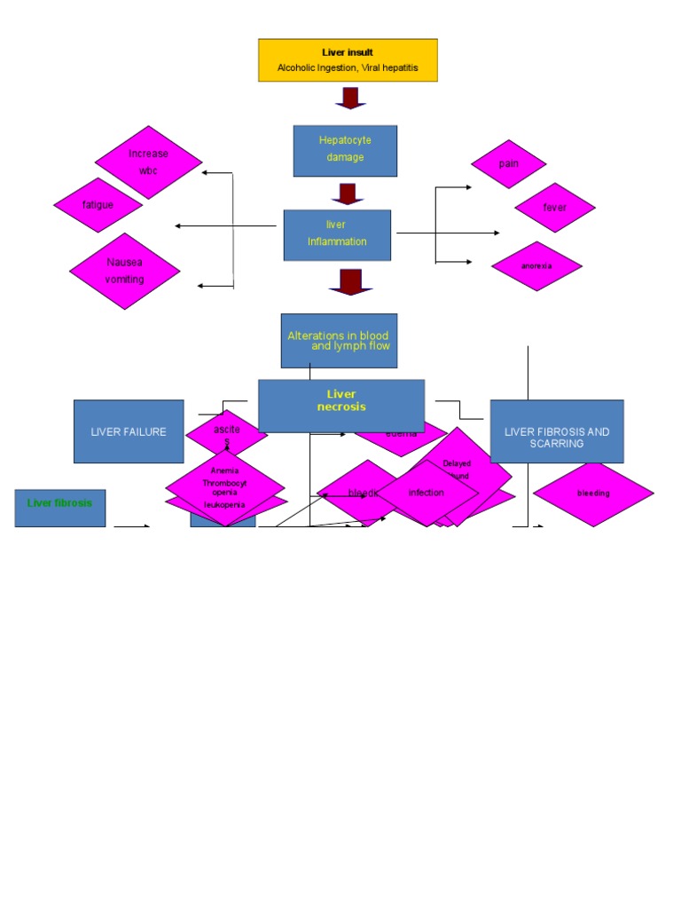 Pathophysiology in Liver Cirrhosis | Liver | Cirrhosis