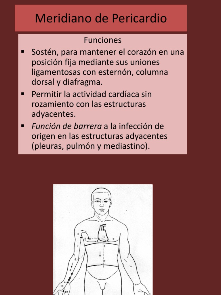 Meridiano de Pericardio | Codo | Anatomía humana