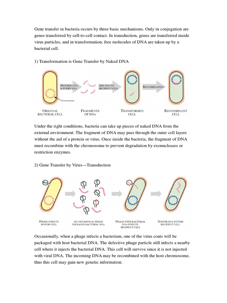 Mechanisms of Bacterial Gene Transfer | PDF