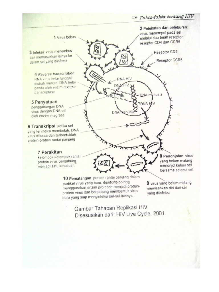 Replikasi Virus HIV | PDF