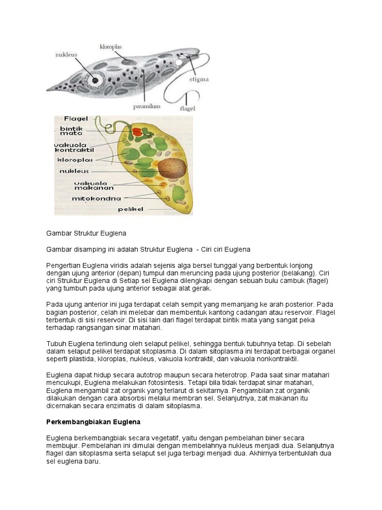 Gambar Struktur Euglena | PDF