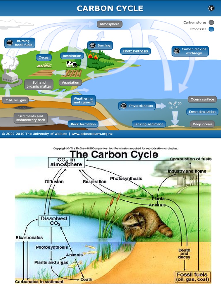 Biogeochemical Cycles | PDF | Geochemistry | Biogeochemistry