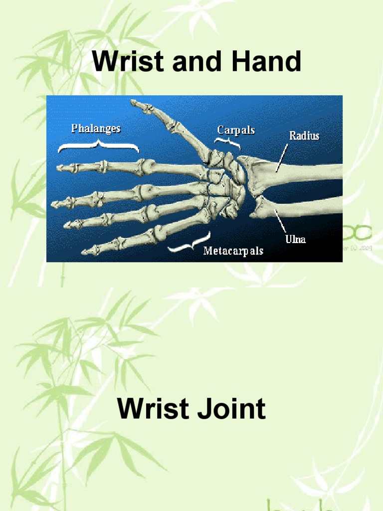 Bio Mechanics of The Wrist and Hand | PDF | Hand | Anatomical Terms Of ...