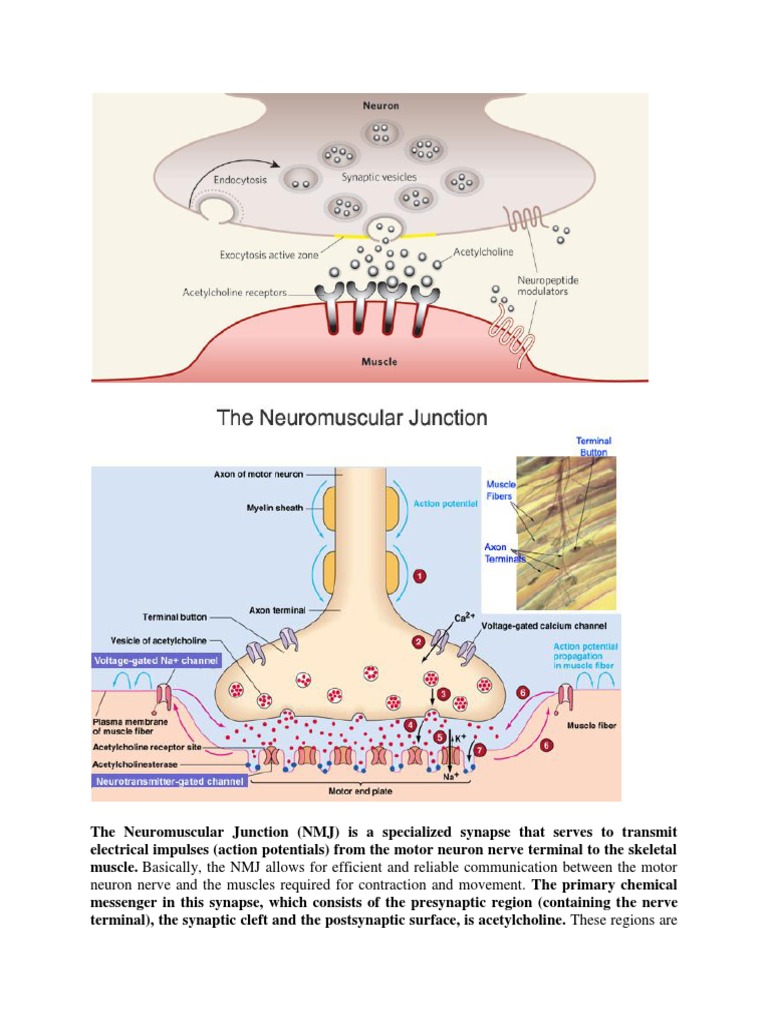 The Neuromuscular Junction | Chemical Synapse | Neuromuscular Junction