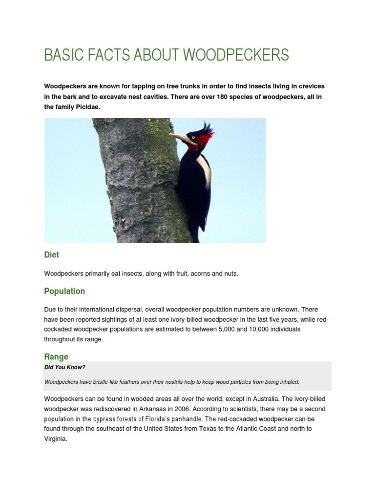 10 Fun Facts About Woodpeckers Pdf Birds Tetrapods