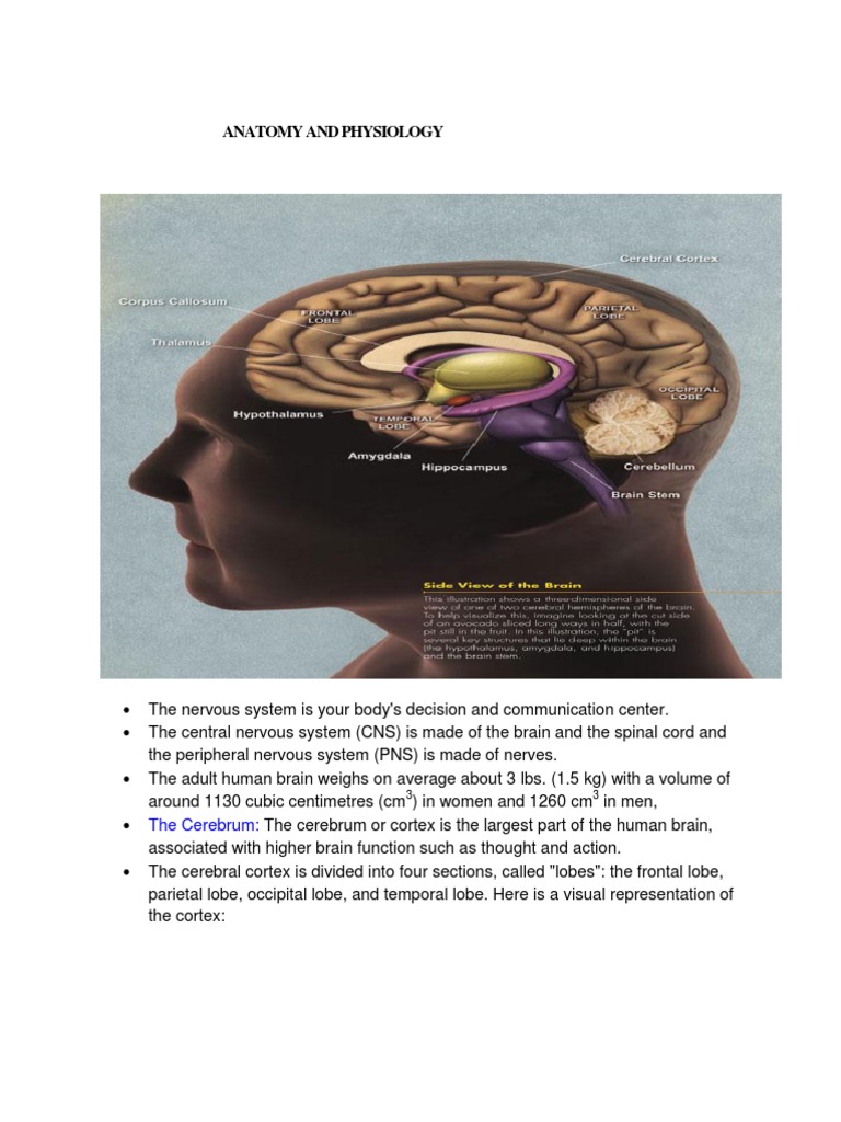 Anatomy and Physiology of CVA | PDF | Stroke | Human Brain