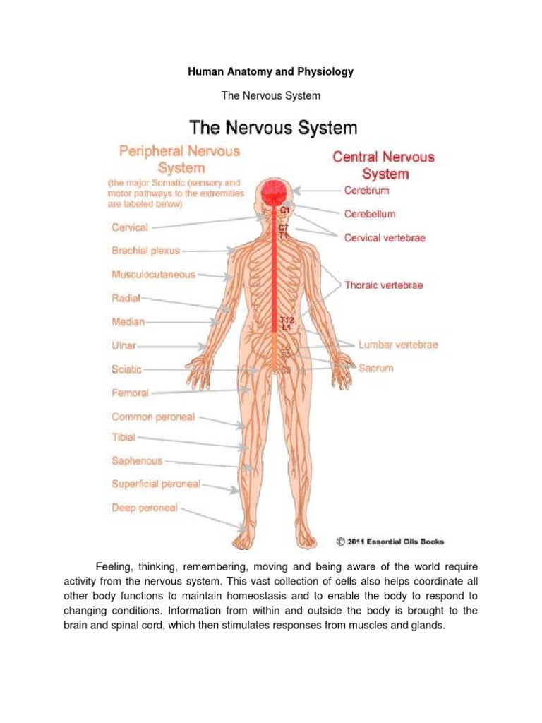 Human Anatomy and Physiology | PDF | Neurotransmitter | Nervous System