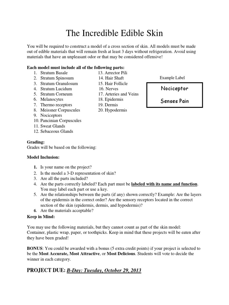 Skin Project | PDF | Skin | Epidermis