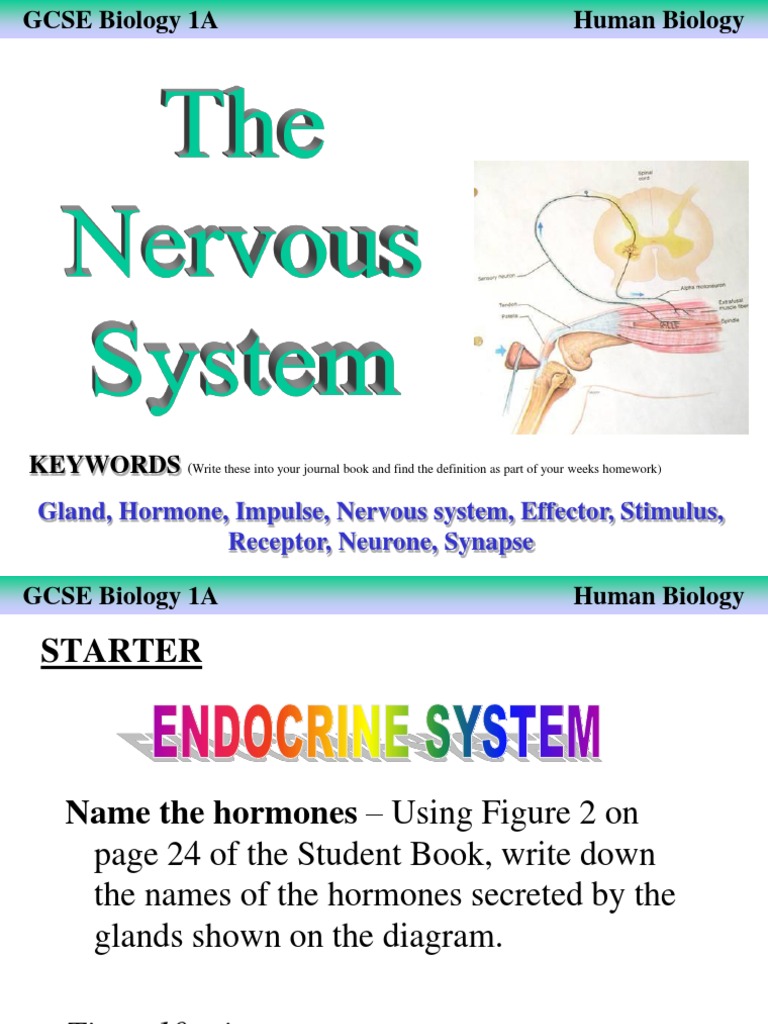 The Nervous System and Reflex Arc | PDF | Chemical Synapse | Nervous System