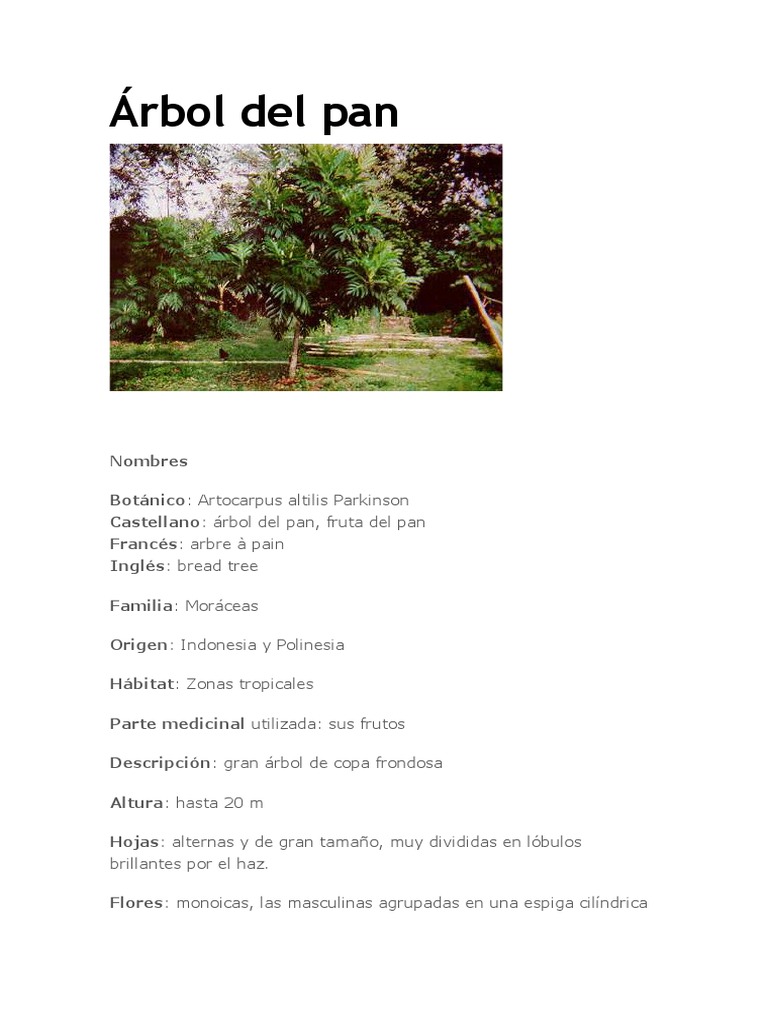 Árbol del Pan: Usos y Propiedades | PDF | Siembra | Injerto