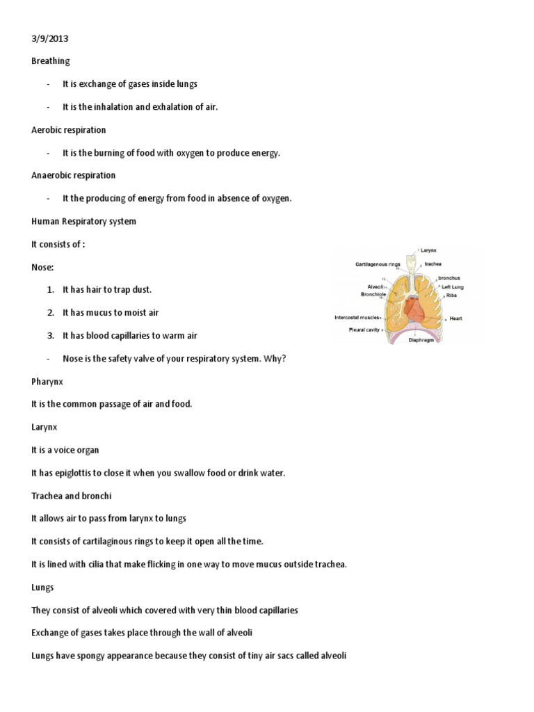 Grade 9 Biology (1) | Respiratory System | Lung
