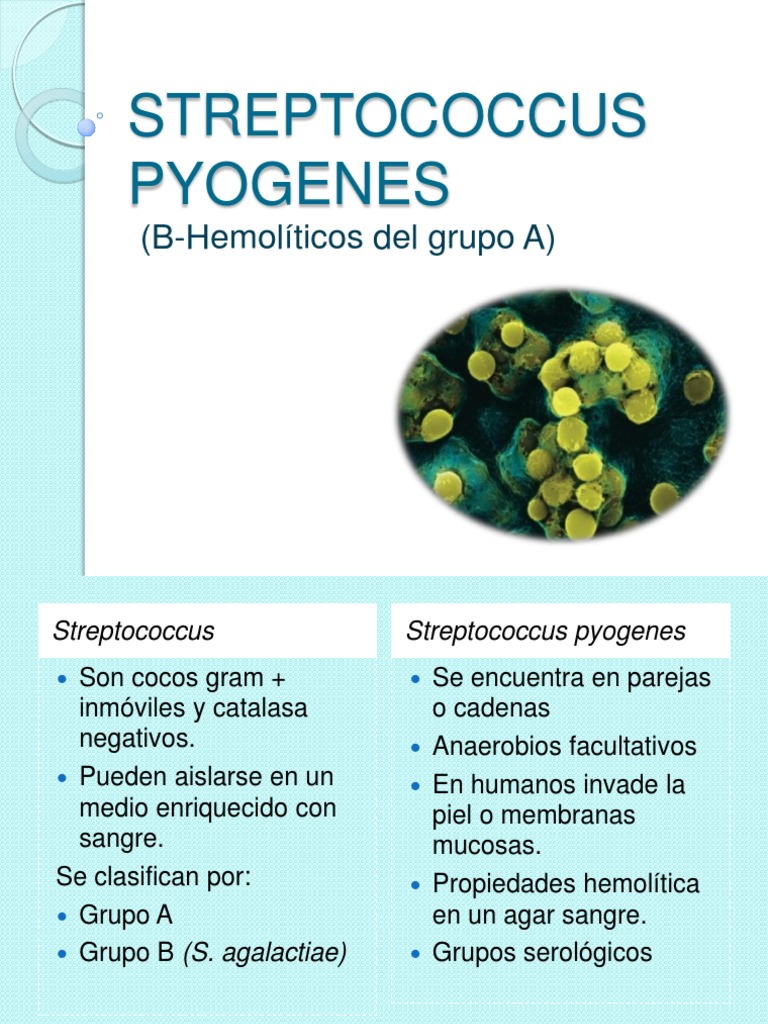 Streptococcus Pyogenes | Estreptococo | Microbiología