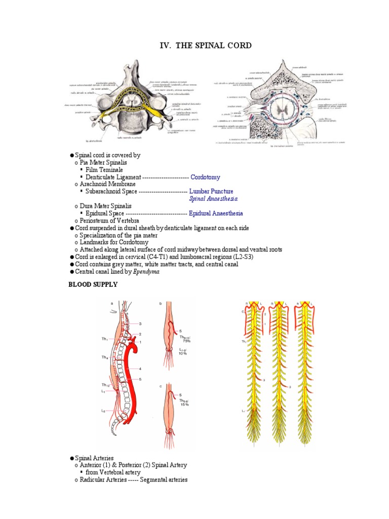 Iv. The Spinal Cord: Cordotomy Lumbar Puncture | PDF | Spinal Cord ...