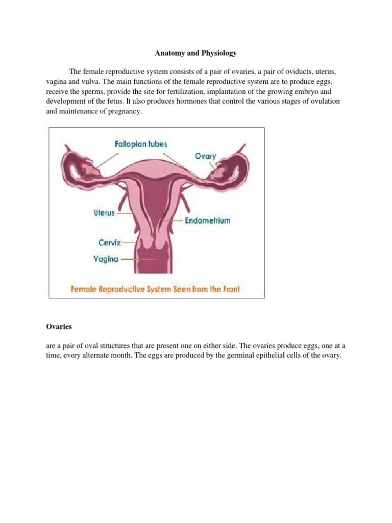 Female System | PDF