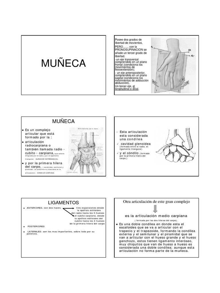 Anatomía y Movimiento de la Muñeca | PDF
