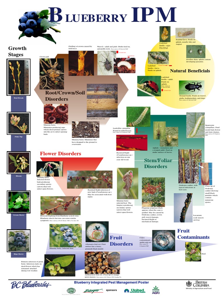 Blueberry Ipm Poster | PDF | Beetle | Coccinellidae