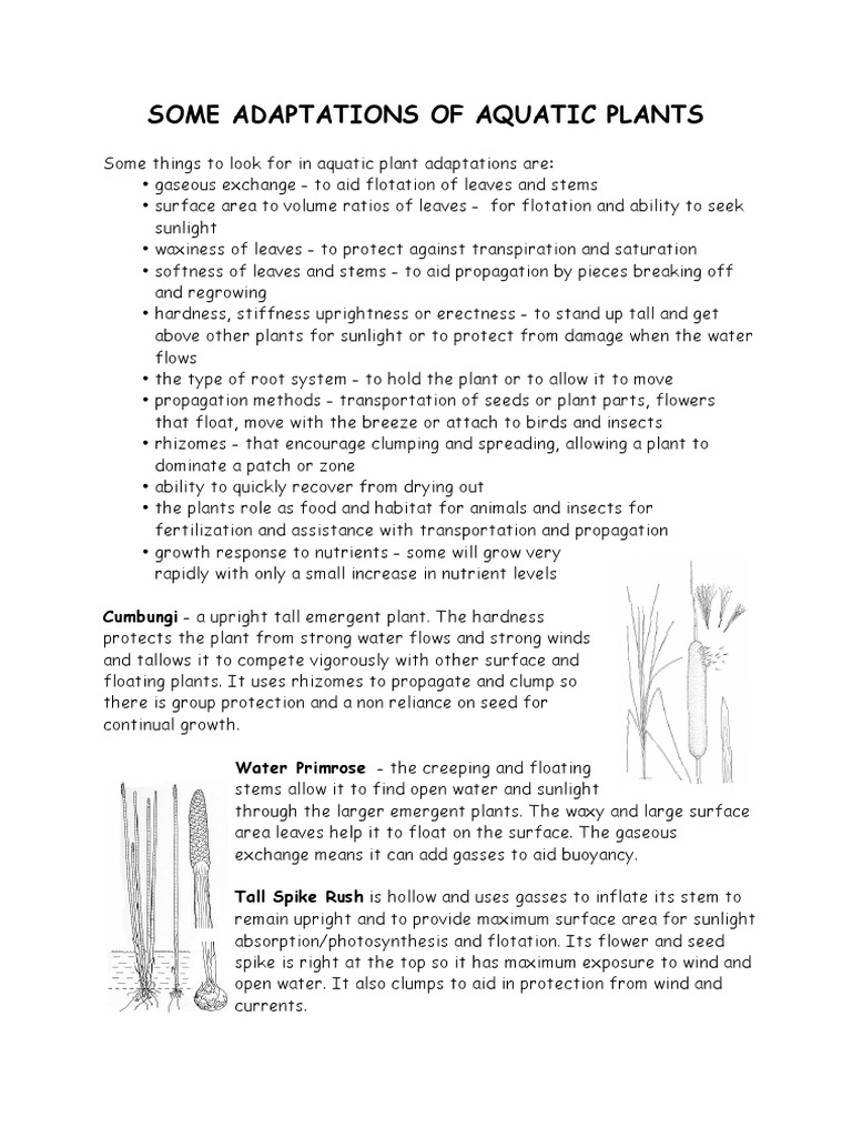 Aquatic Plants Adapt | PDF | Plants | Seed