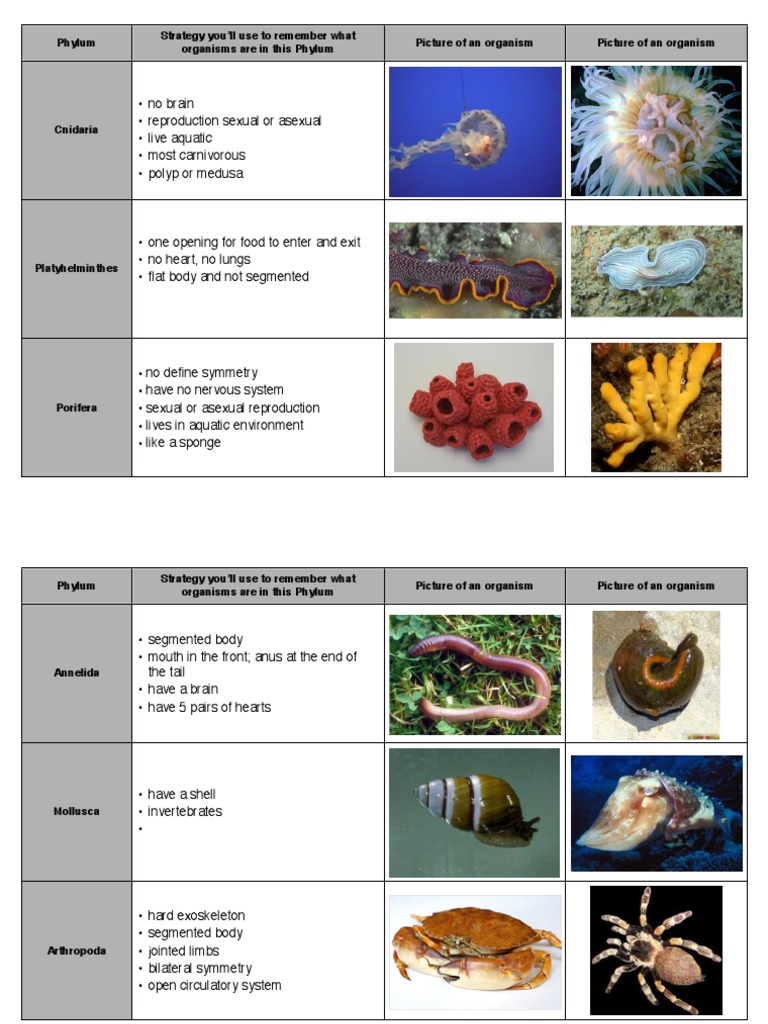 Phylum Strategy You'll Use To Remember What Organisms Are in This ...