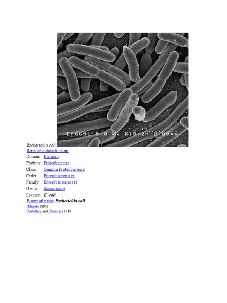 Bacteria Identification Guide | PDF | Bacillus | Organisms