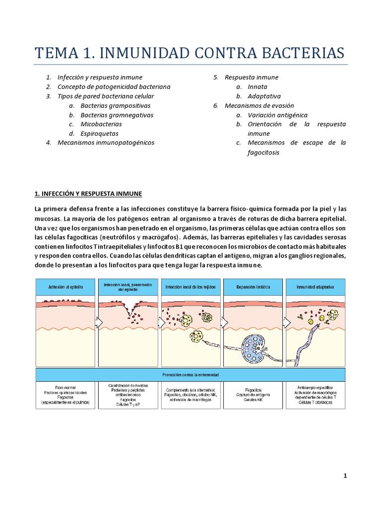 Tema 1. Inmunidad Contra Bacterias | Fagocito | Sistema inmunológico