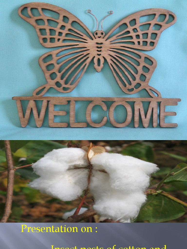 Cotton Insect Pests and Management Guide | PDF | Insects | Pest (Organism)