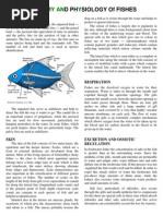 Swim Bladder Function in Perch Fish | PDF | Fin | Fish