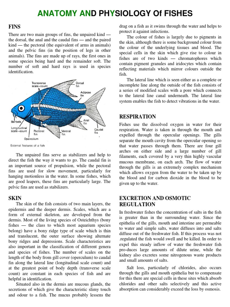 Anatomy and Physiology of Fishes | PDF | Gill | Fish