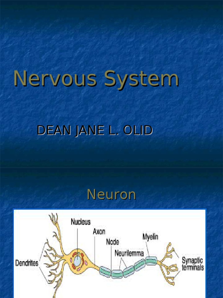Neuro | Central Nervous System | Brainstem