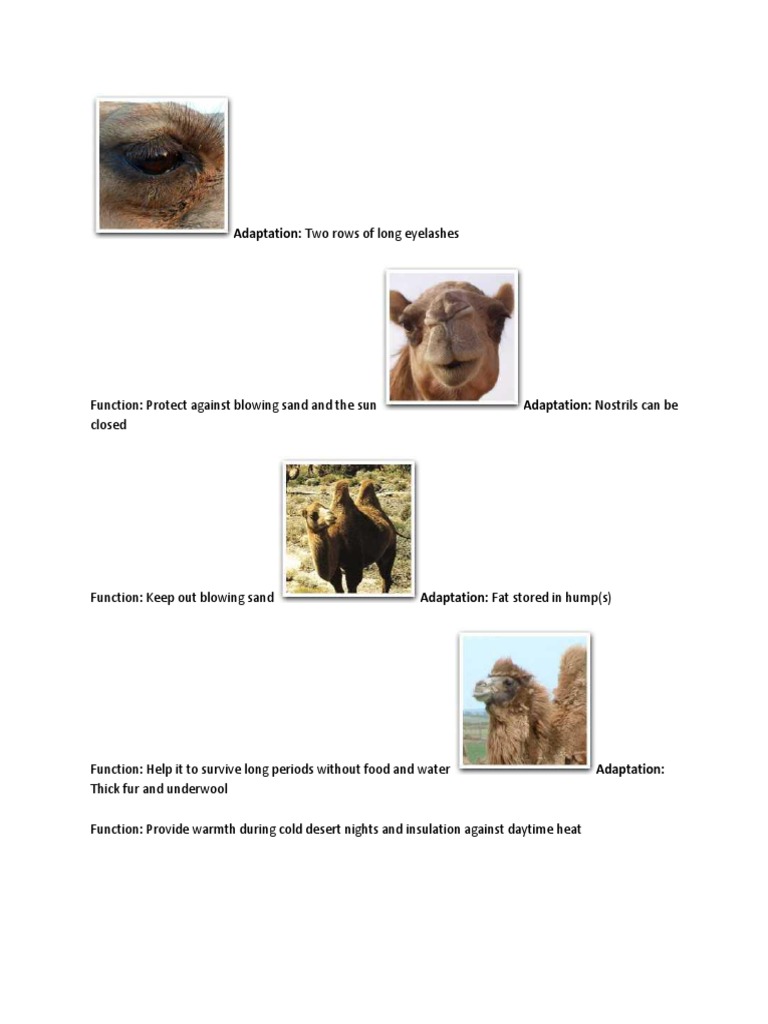 Camel Adaptations for Desert Survival | PDF