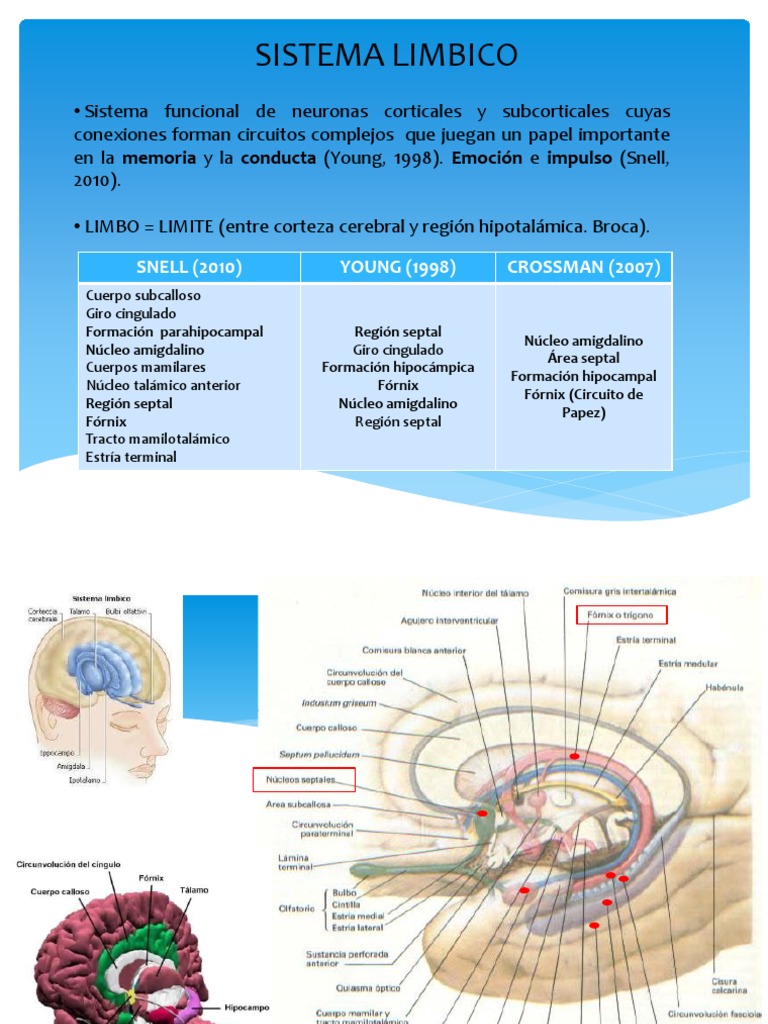 El sistema límbico