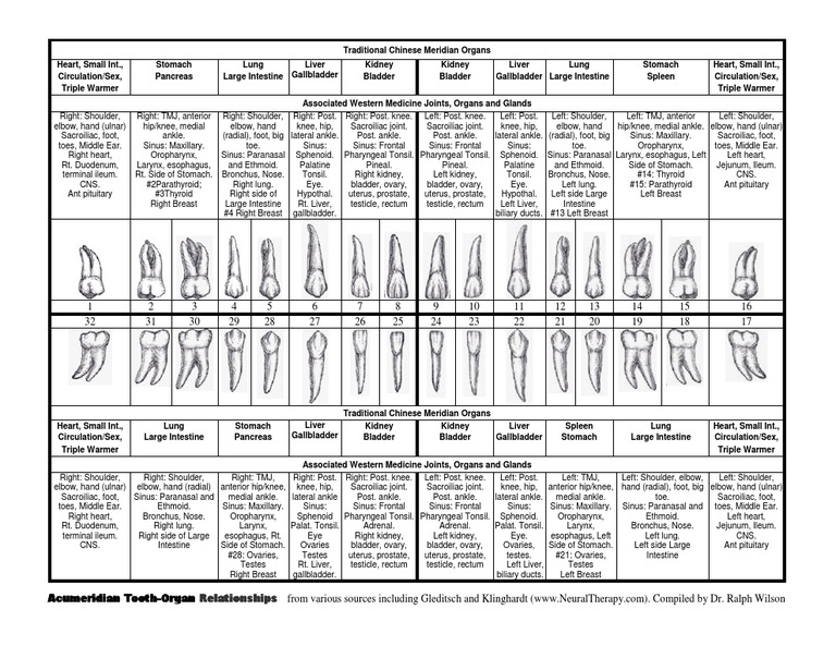 Tooth Organs Chart | Gallbladder | Elbow