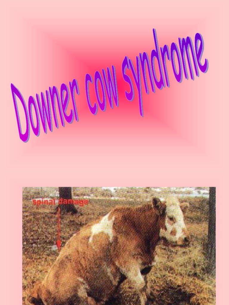 Downer Cow Syndrome | PDF