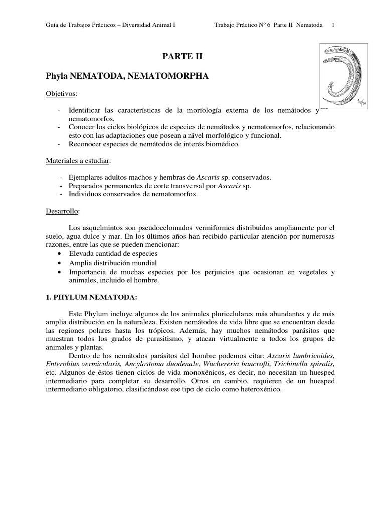 6 TP Parte II Nematoda y Nematomorpha | PDF | Nematodo | Biología