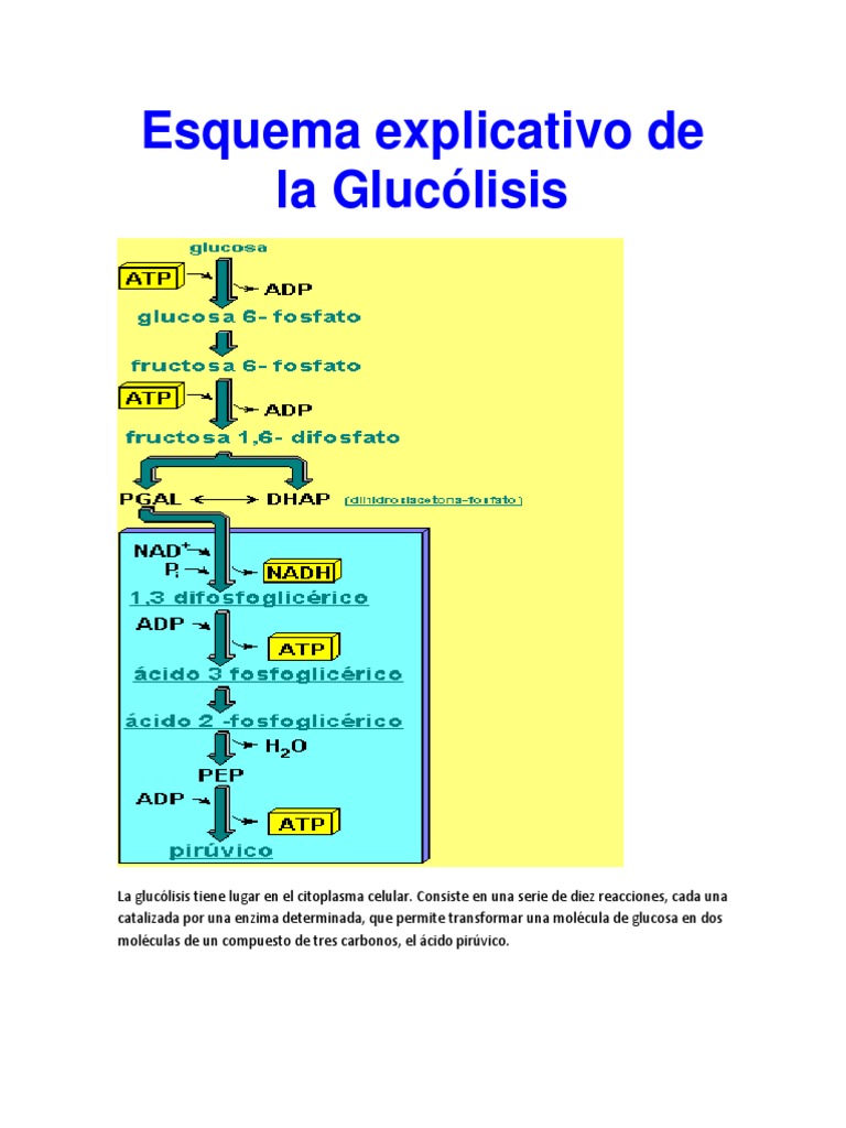 Esquema Explicativo de La Glucólisis | PDF | Ciclo celular | Glucólisis