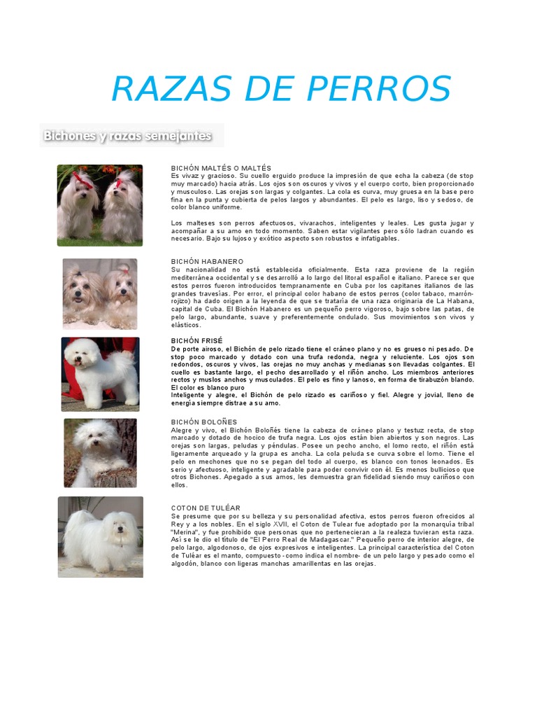 Razas de Perros: Características y Tipos | PDF | Perros | Golden Retriever