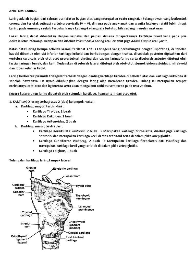 Anatomi Laring | PDF | Sains & Matematika