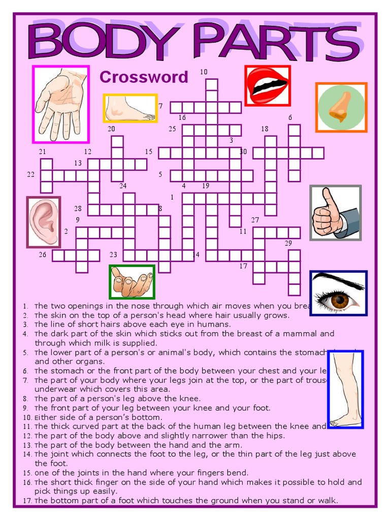 Body Parts Crossword - For Students | PDF
